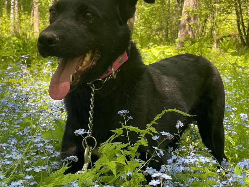 Собака в догтеремок занимается с кинологом