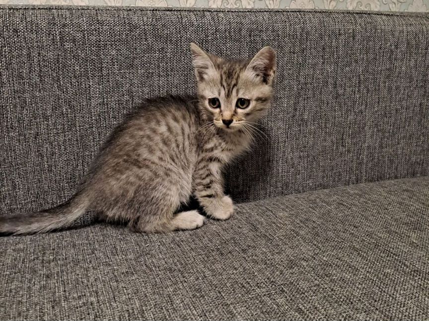 Котёнок 1,5 мес кот