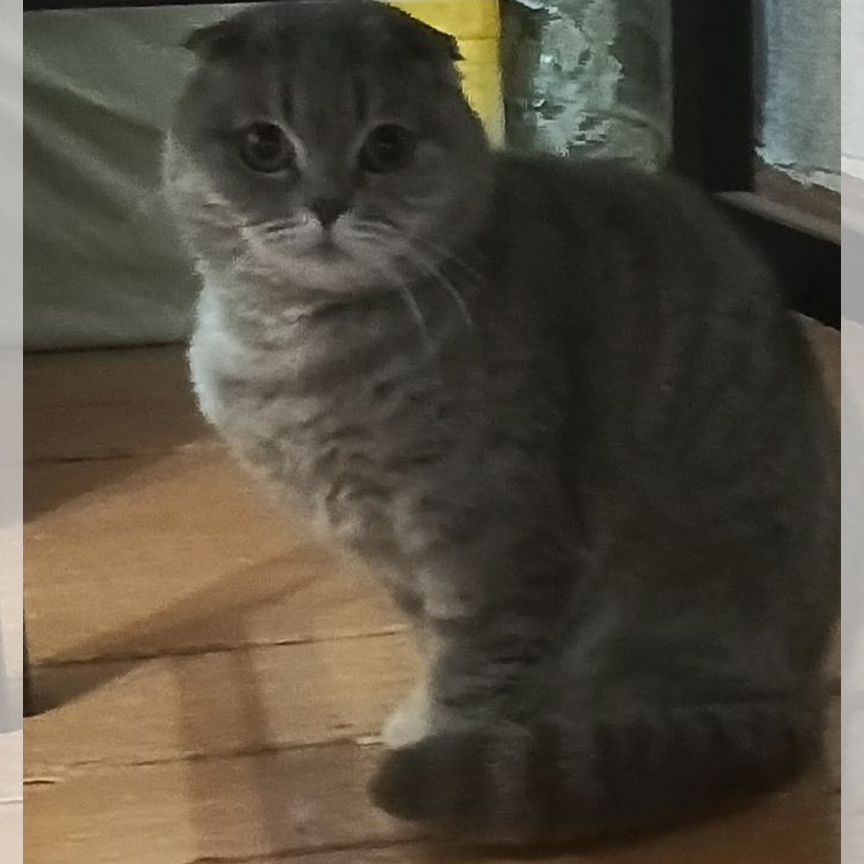 Шотландская вислоухая короткошёрстная, взрослая кошка