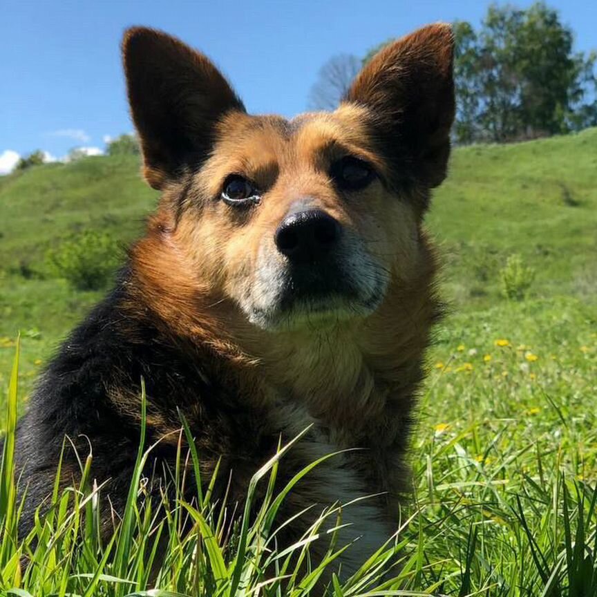 Взрослый пёс в добрые руки