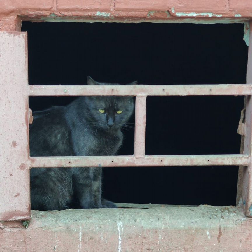 Кошка в добрые руки