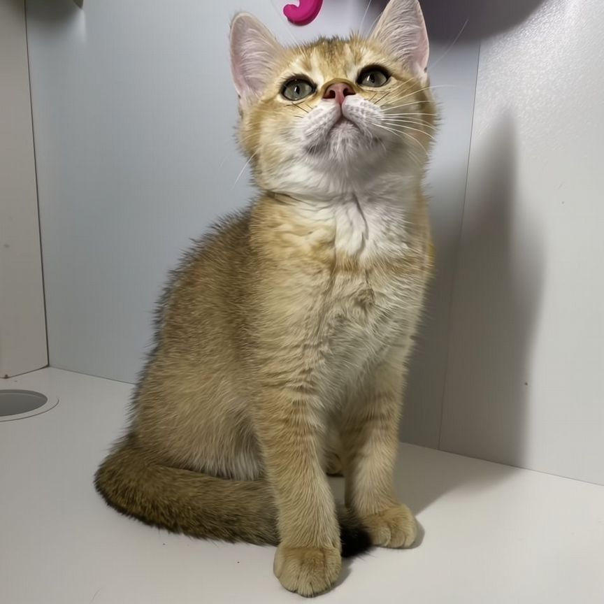 Шотландский прямоухий короткошёрстный котёнок