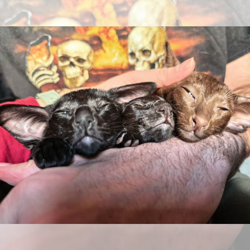 Ориентальный котёнок