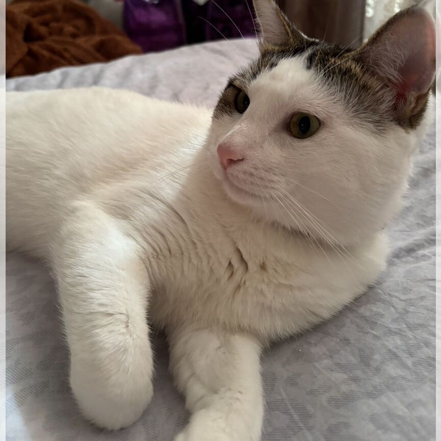 Взрослый кот в добрые руки