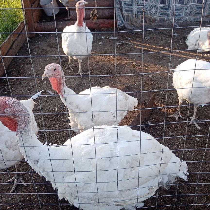 Индюки на мясо