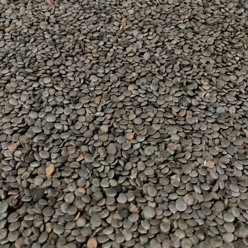 Чечевица красная