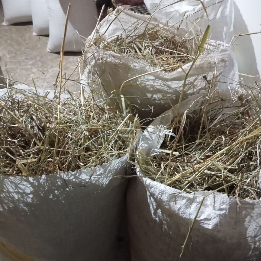 Сено разнотрсвие