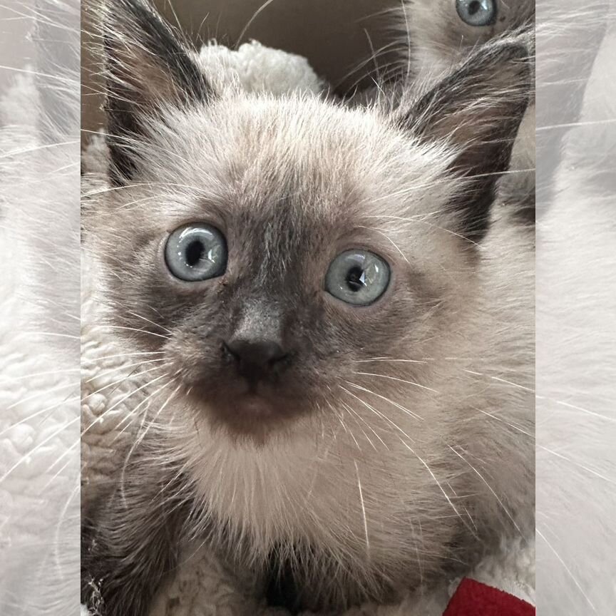 Сиамский котёнок