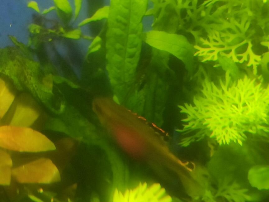 Отдам самку пельвикахромиса