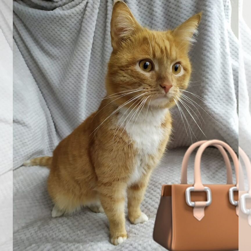 Котик Симба ищет дом
