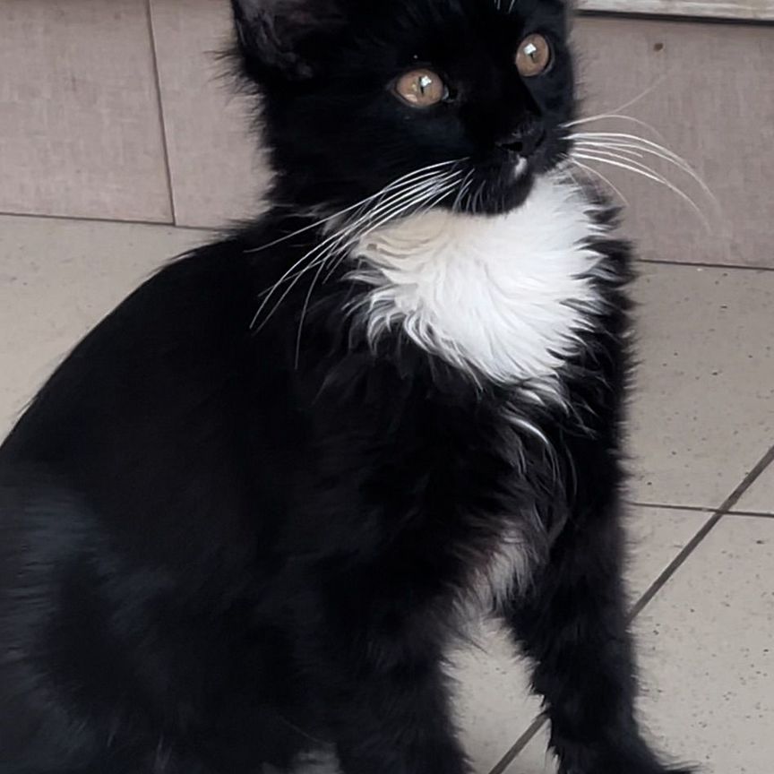 Котёнок девочка