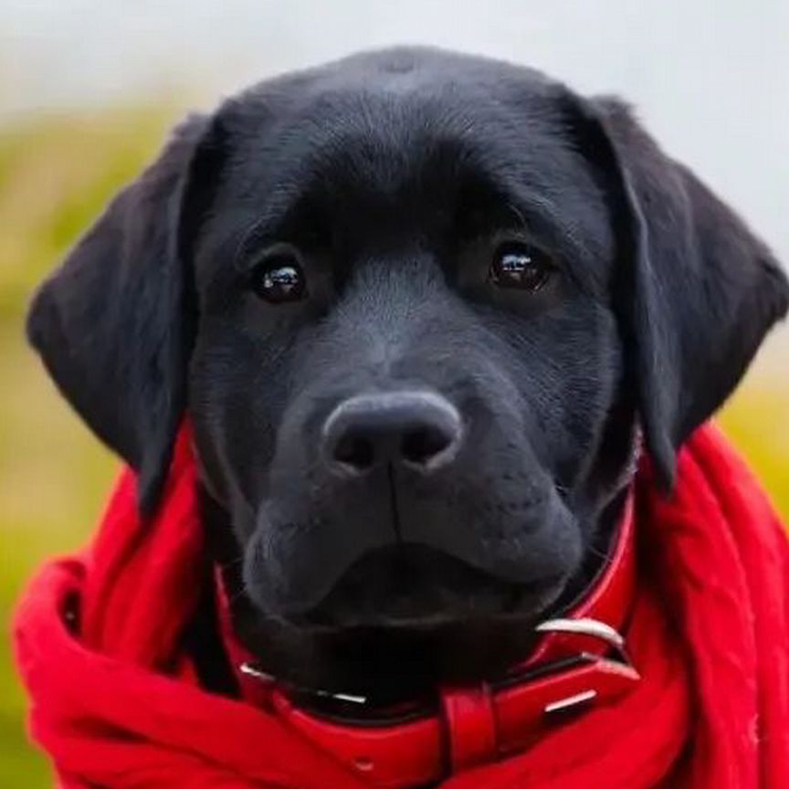 Лабрадор-ретривер, щенок