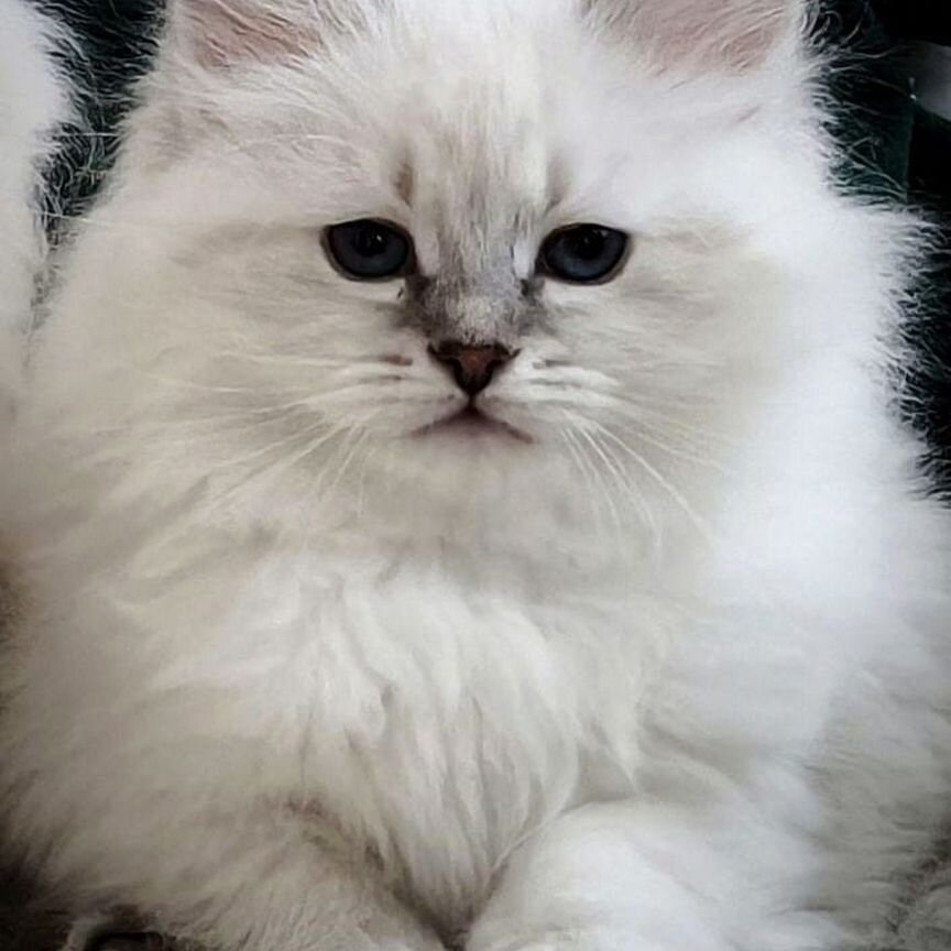 Невский маскарадный кот