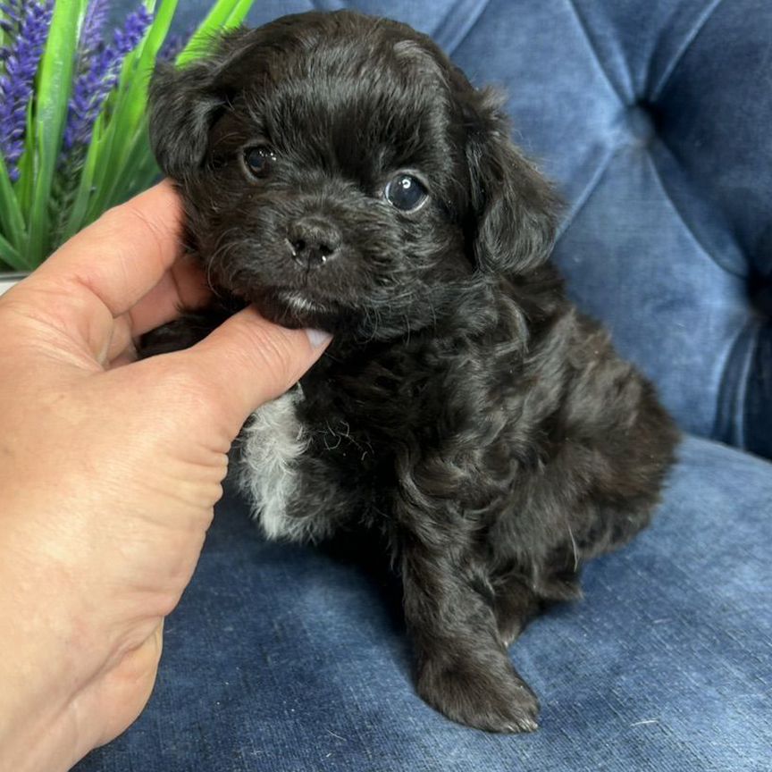 Мальтипу, щенок