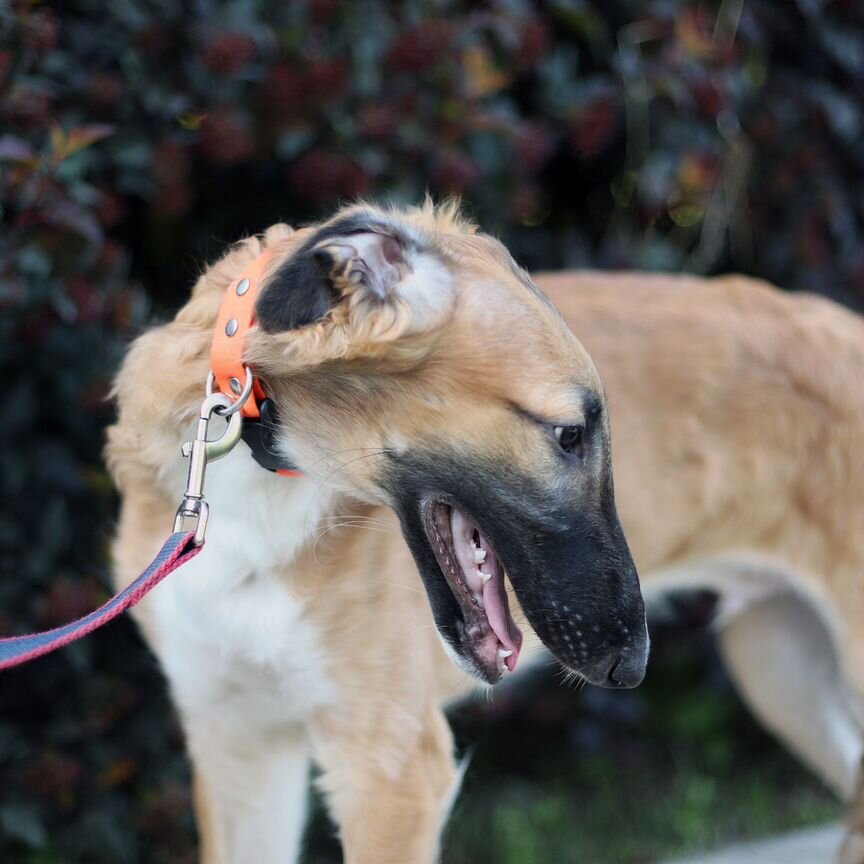 Щенок Русской борзой