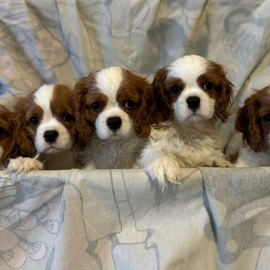 Щенки ккчс кавалер кинг чарльз спаниель