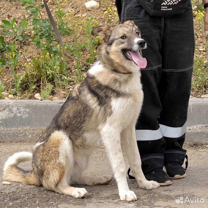 Томас