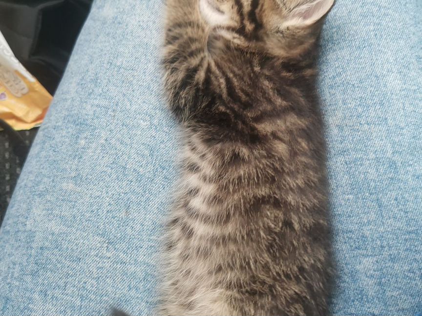 Отдам котёнка в хорошие руки