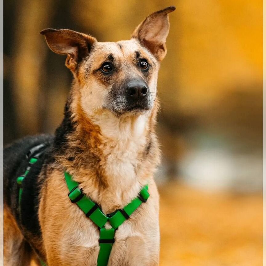 Взрослая собака в добрые руки