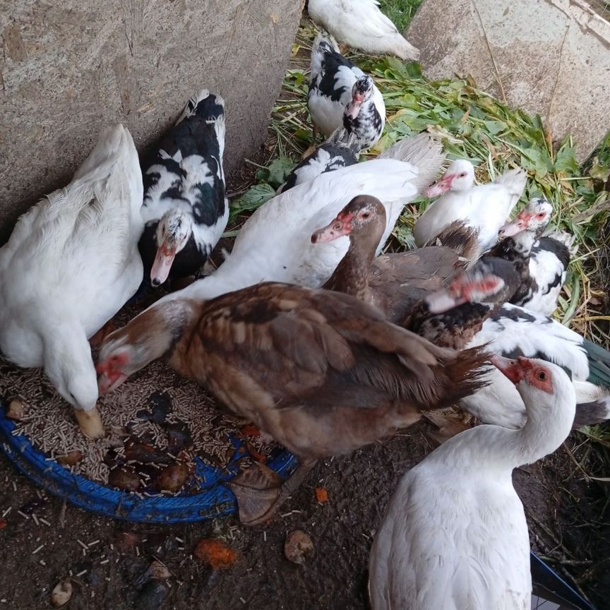 Мускусные утки