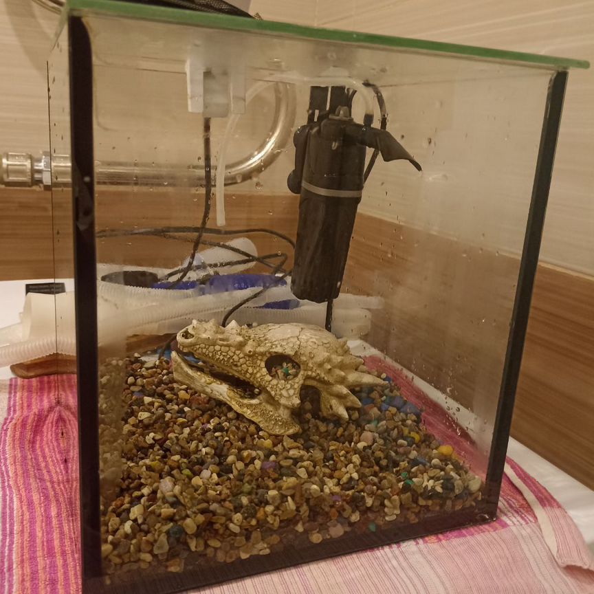 Аквариум небольшой живые водоросли