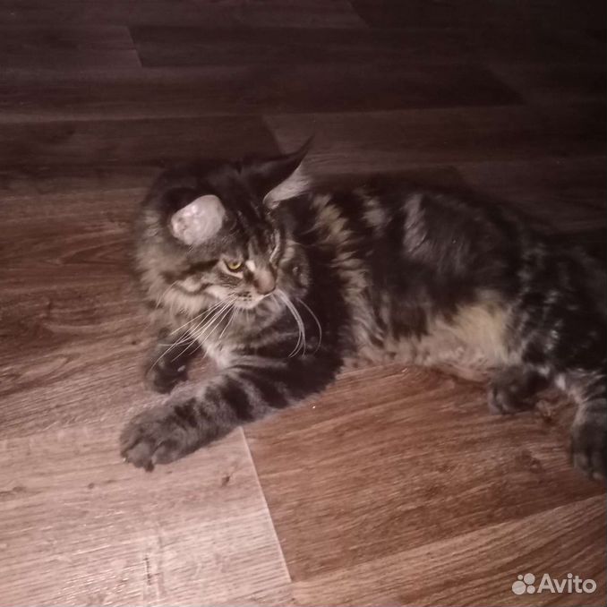 Котенок мэйнкун