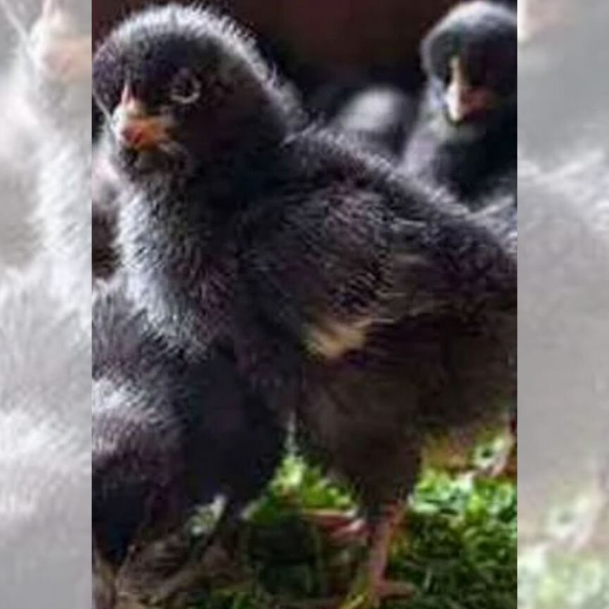 Цыплята несушки Доминант959