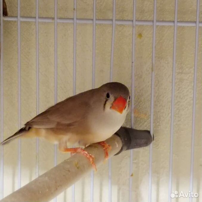 Декоративные птицы, амадинка самка