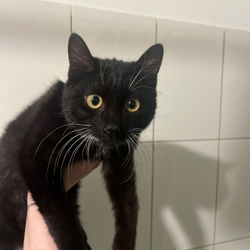 Котенок мальчик в добрые руки