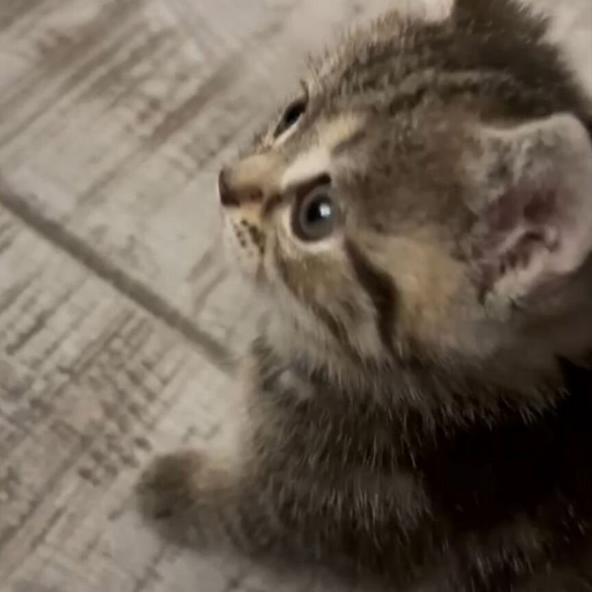 Шотландская