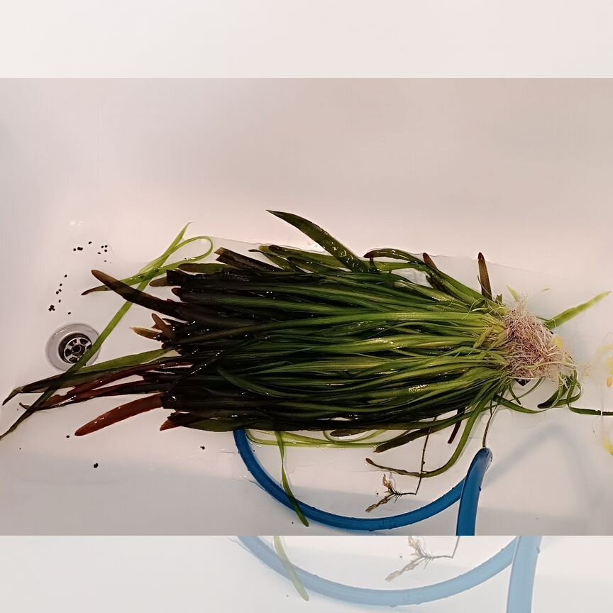 Валиснерия гигантская