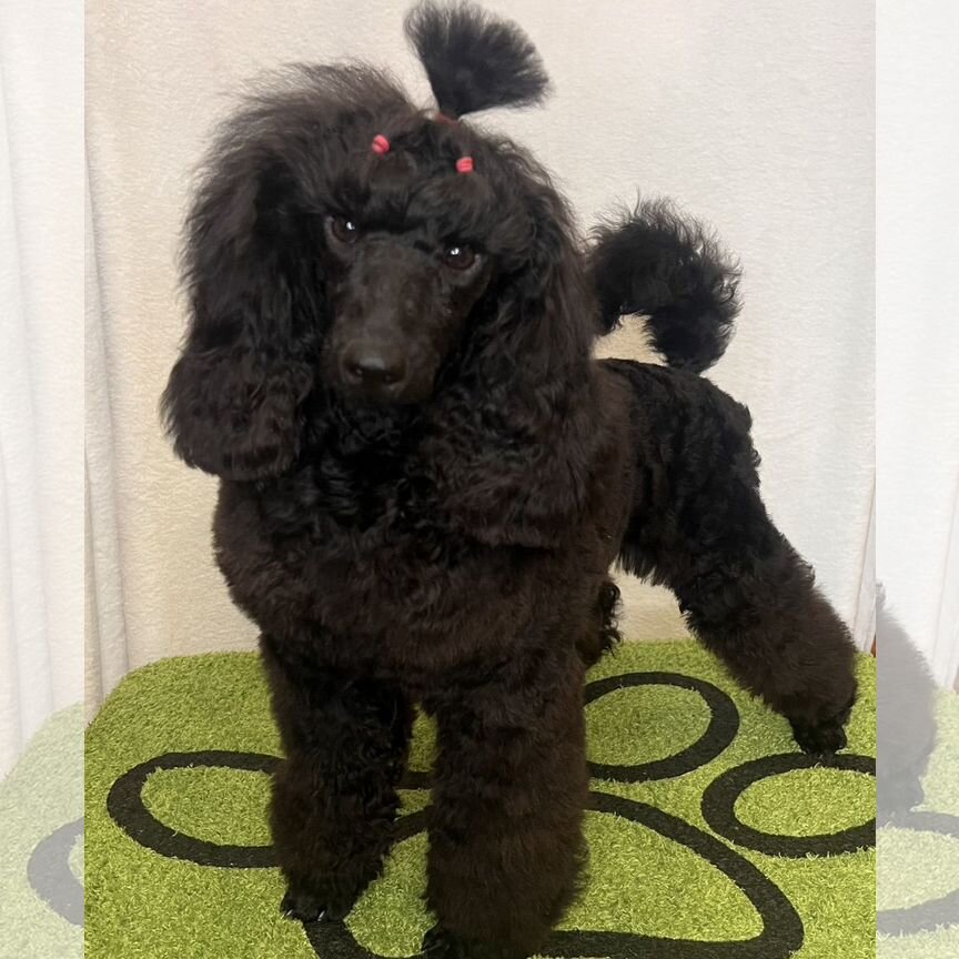 Карликовый пудель, щенок