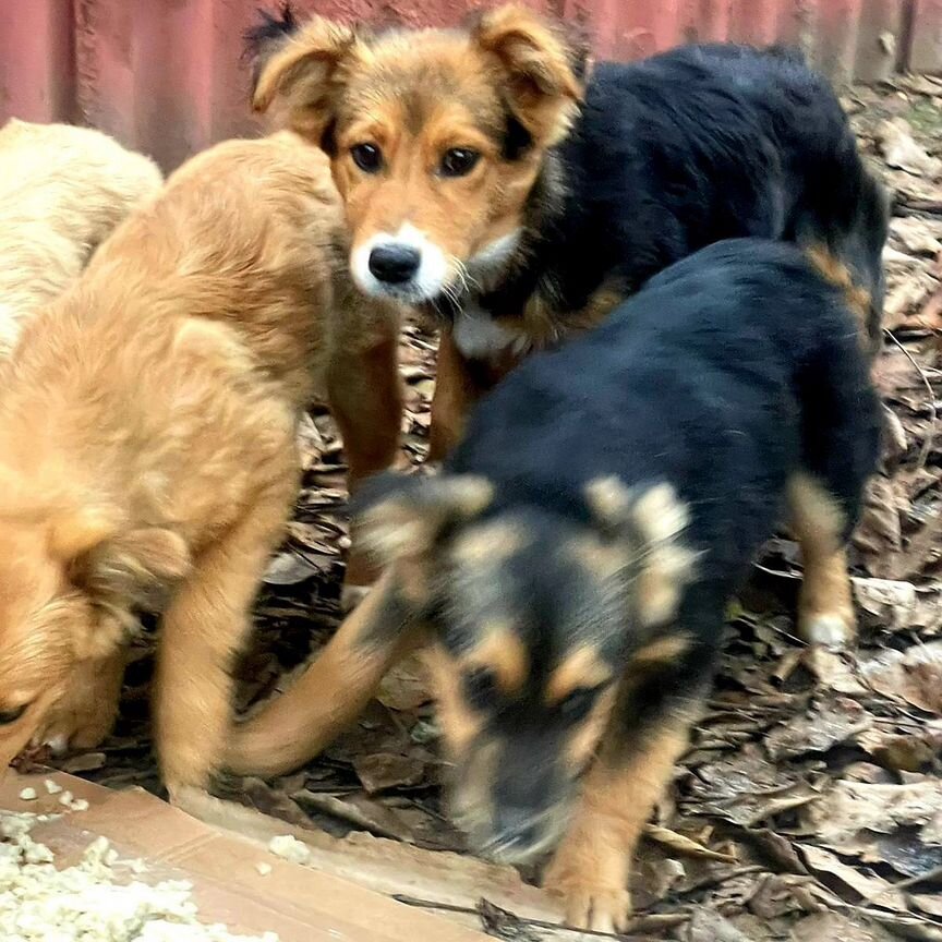 Щенки-подростки В добрые руки