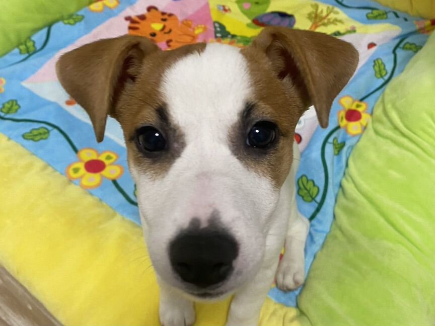 Джек Рассел терьер