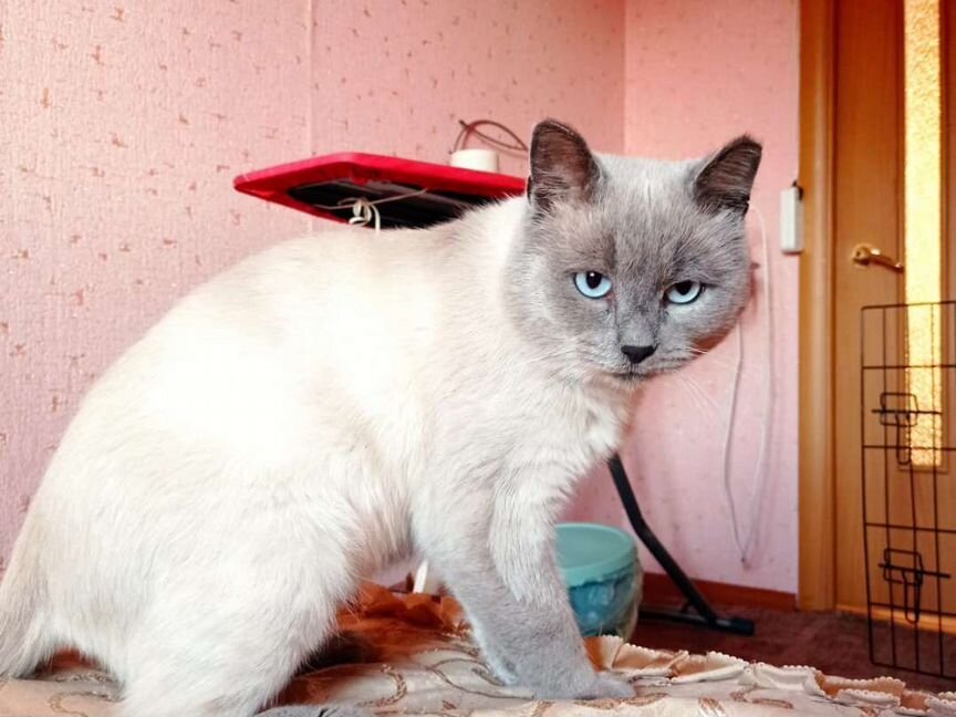 Тайский кот