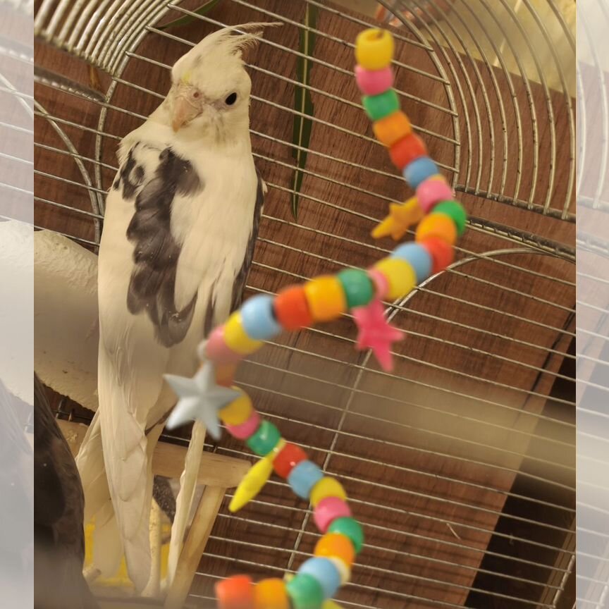 Попугай карелла самка