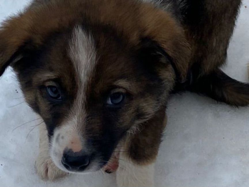 Щенки в деревню