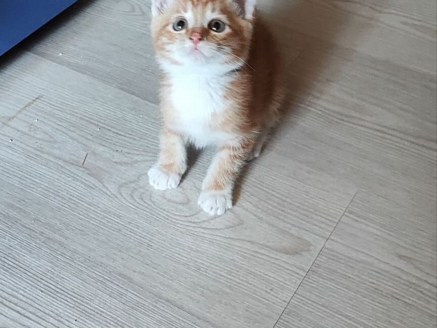 Котята мальчики ждут хозяев