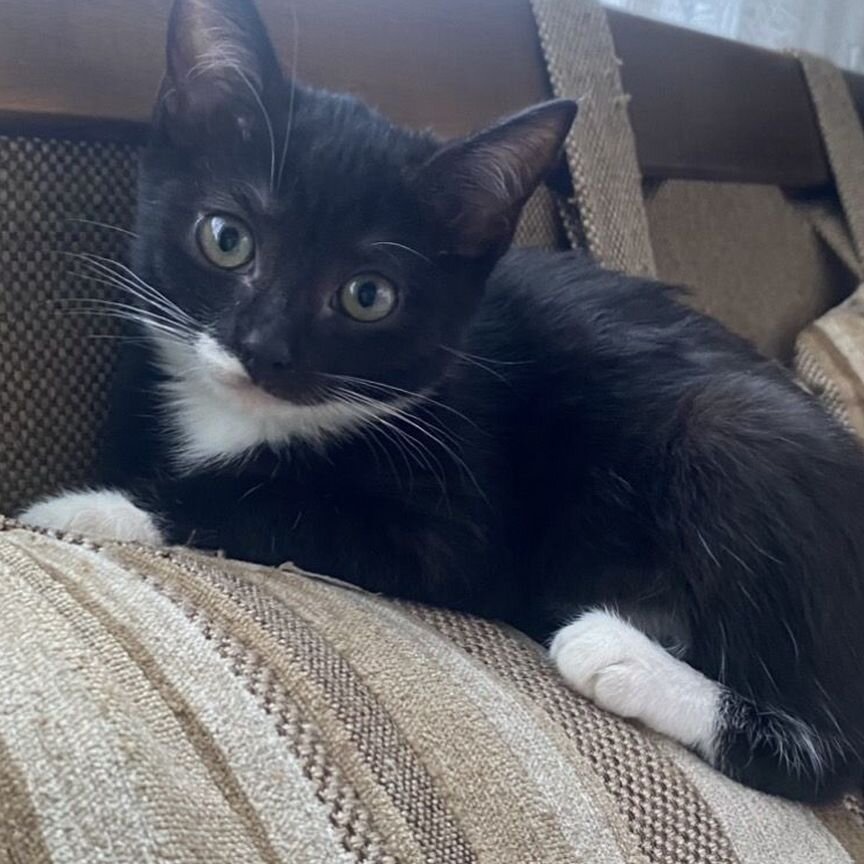 Котёнок в добрые руки