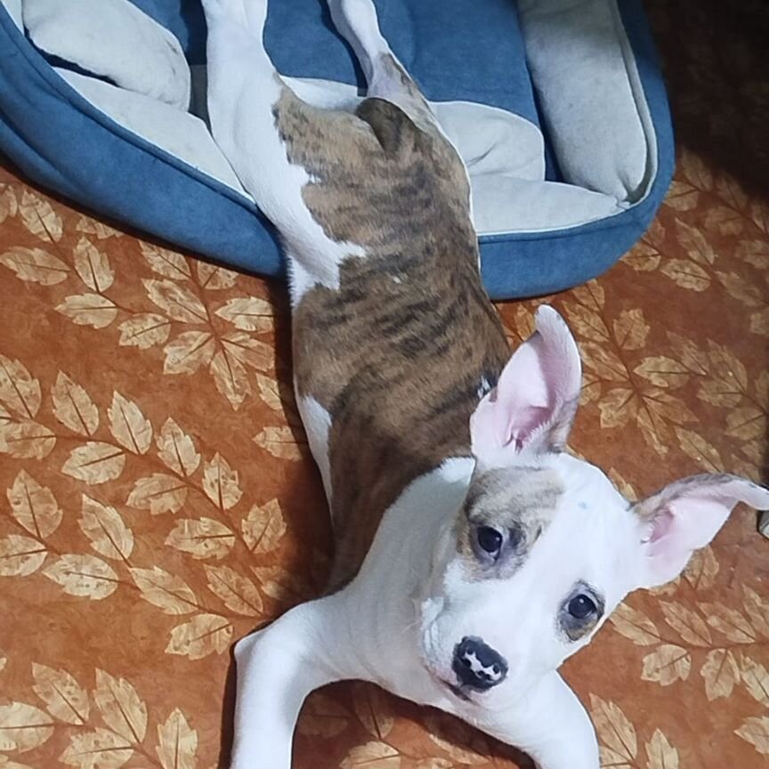 Отдам в Добрые Любящие ручки, американского стаффа