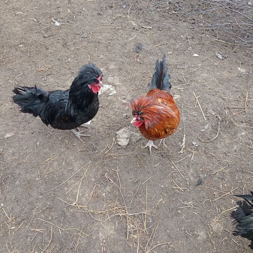 Петухи Падуан