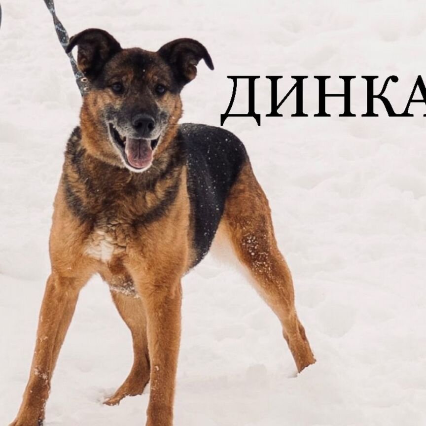 Собака в добрые руки