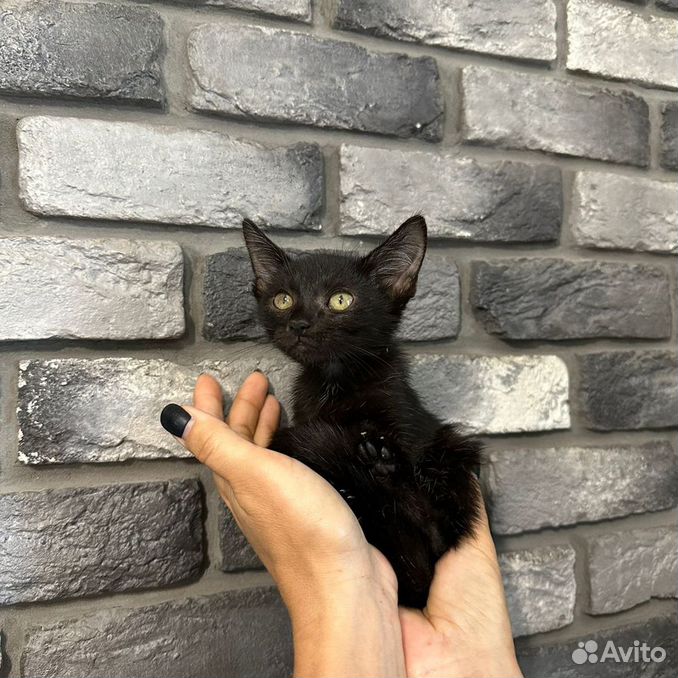 Котёнок Черныш