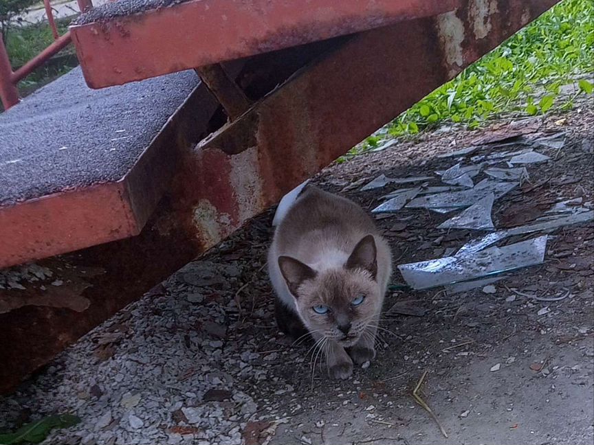 Сиамский кот