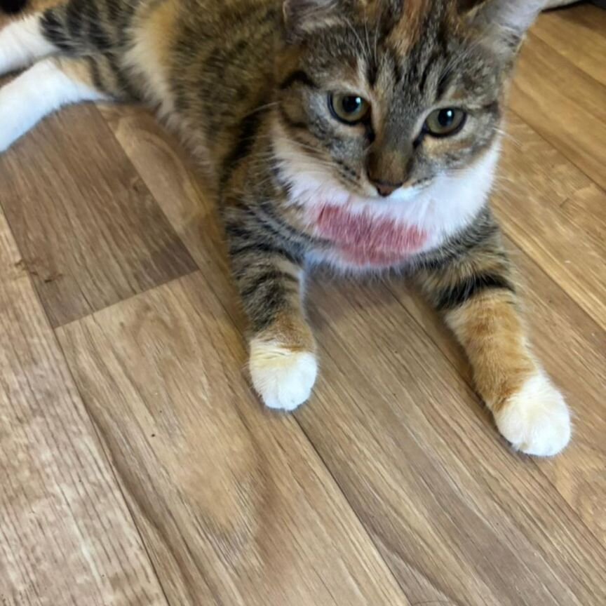Кошечка и котенок