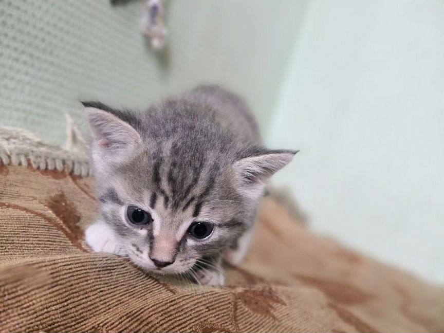 Кошка в дар бесплатно