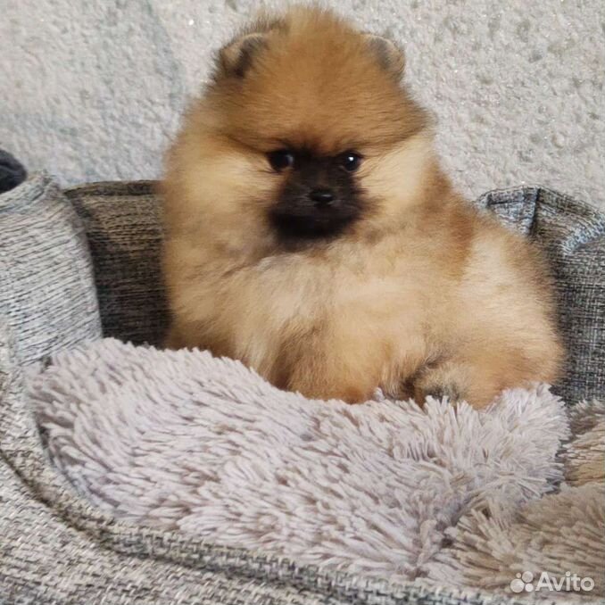 Девочка мини померашка