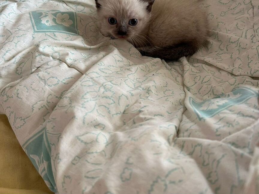 Сиамский котик