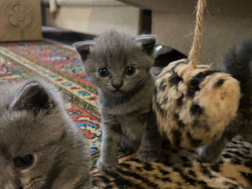 Британские кошечки