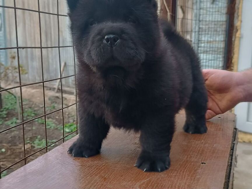 Щенки чау-чау смуф